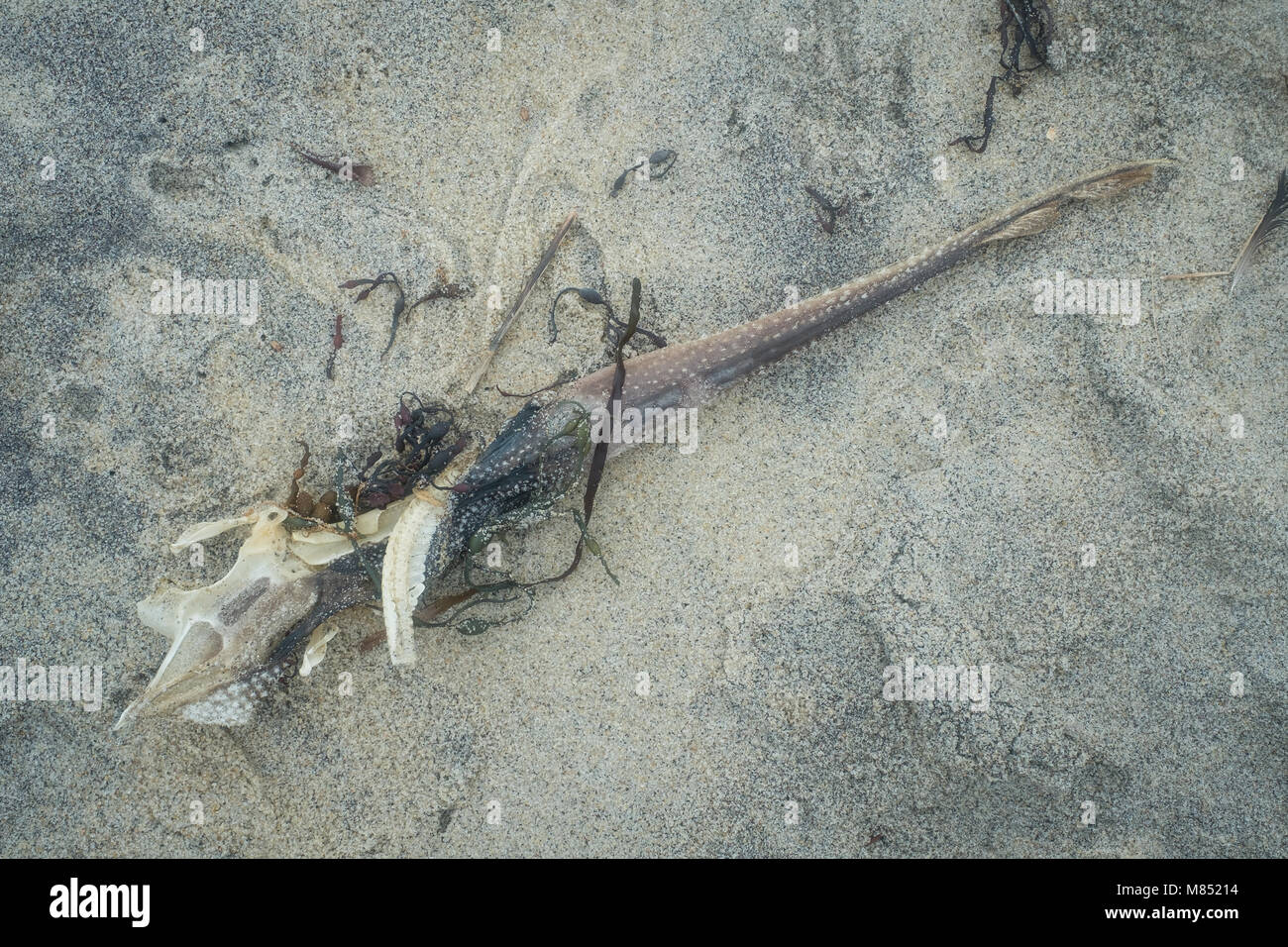 Ships bones hi-res stock photography and images - Alamy
