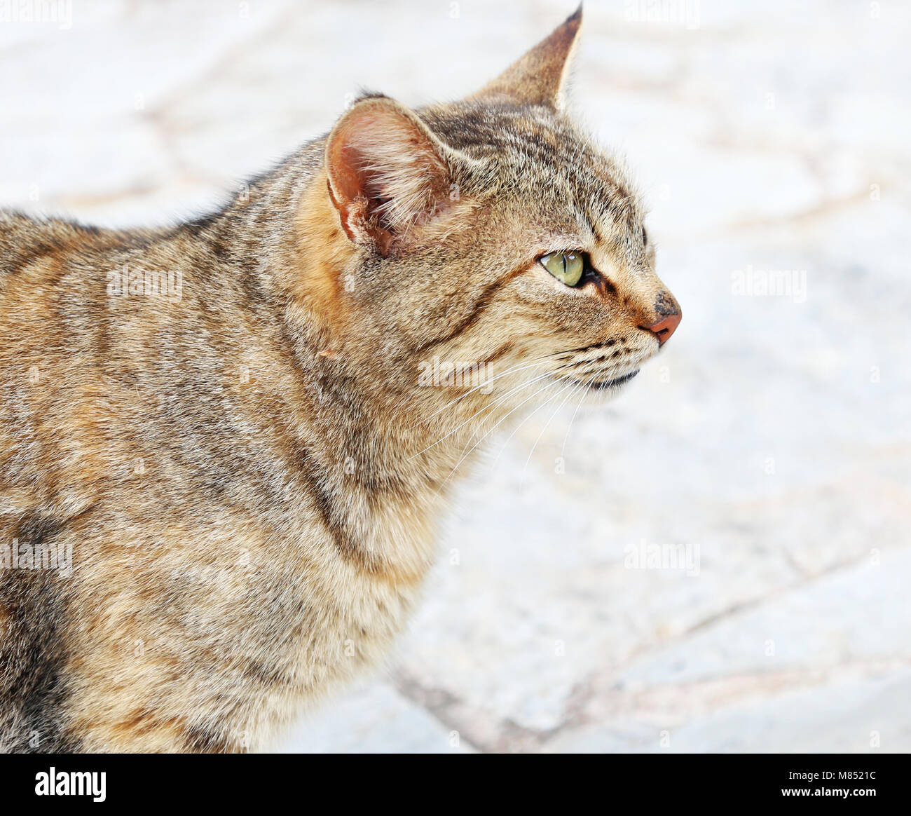 cat profile with green eyes - grey cat sitting on the pavement Stock ...