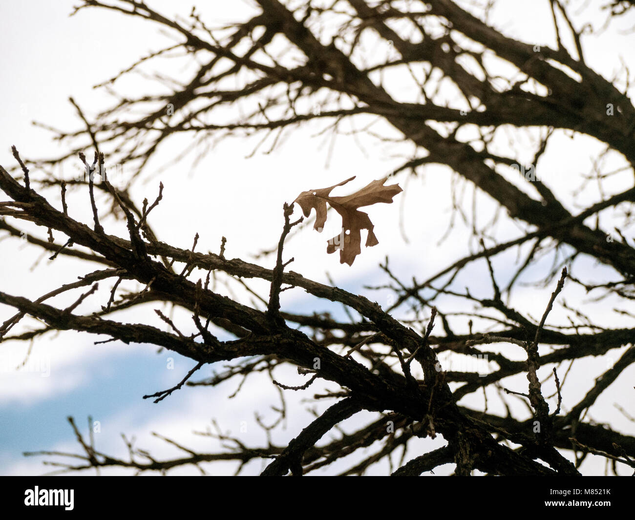 The Last Leaf High Resolution Stock Photography and Images - Alamy
