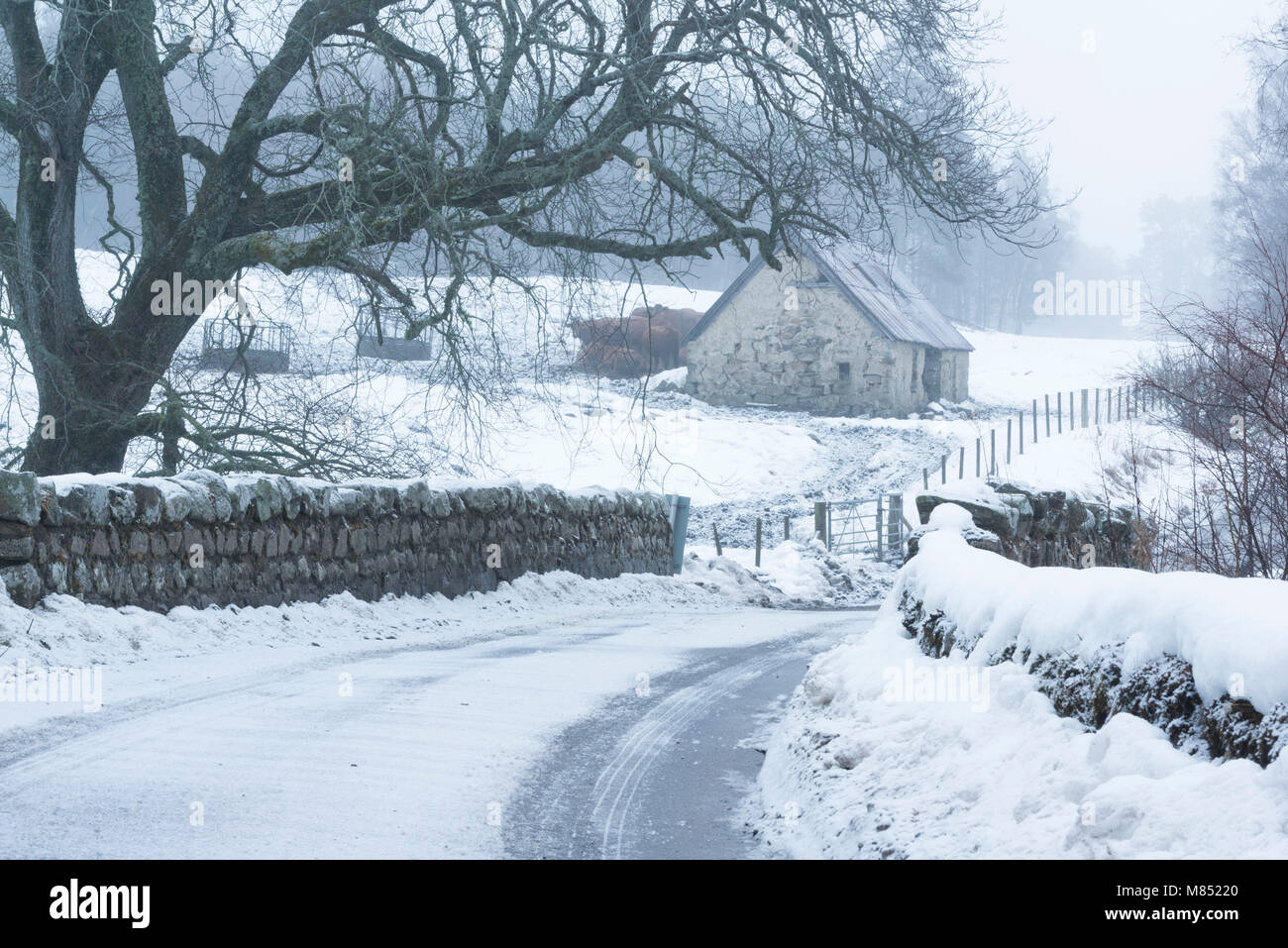 A Byre near Crathie, on Royal Deeside, on a Misty Winter Morning Stock ...