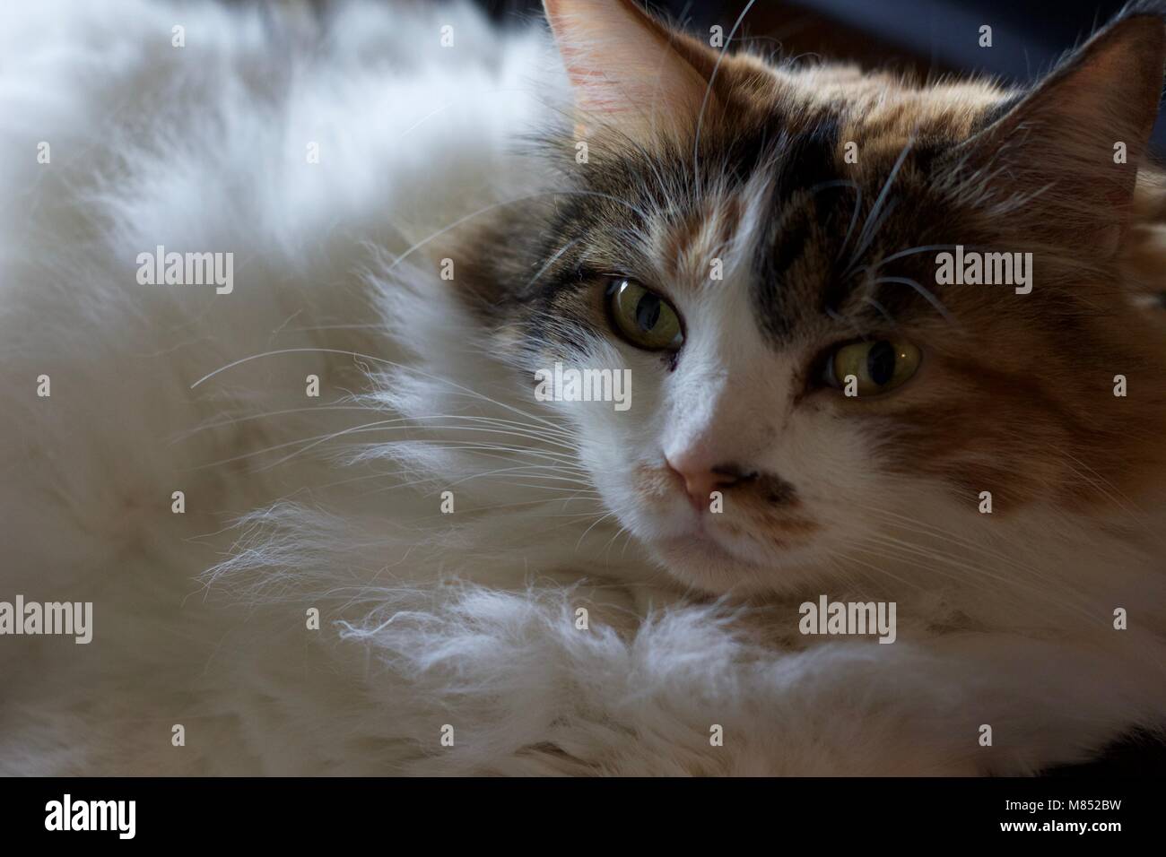 Lounging cat hi-res stock photography and images - Alamy