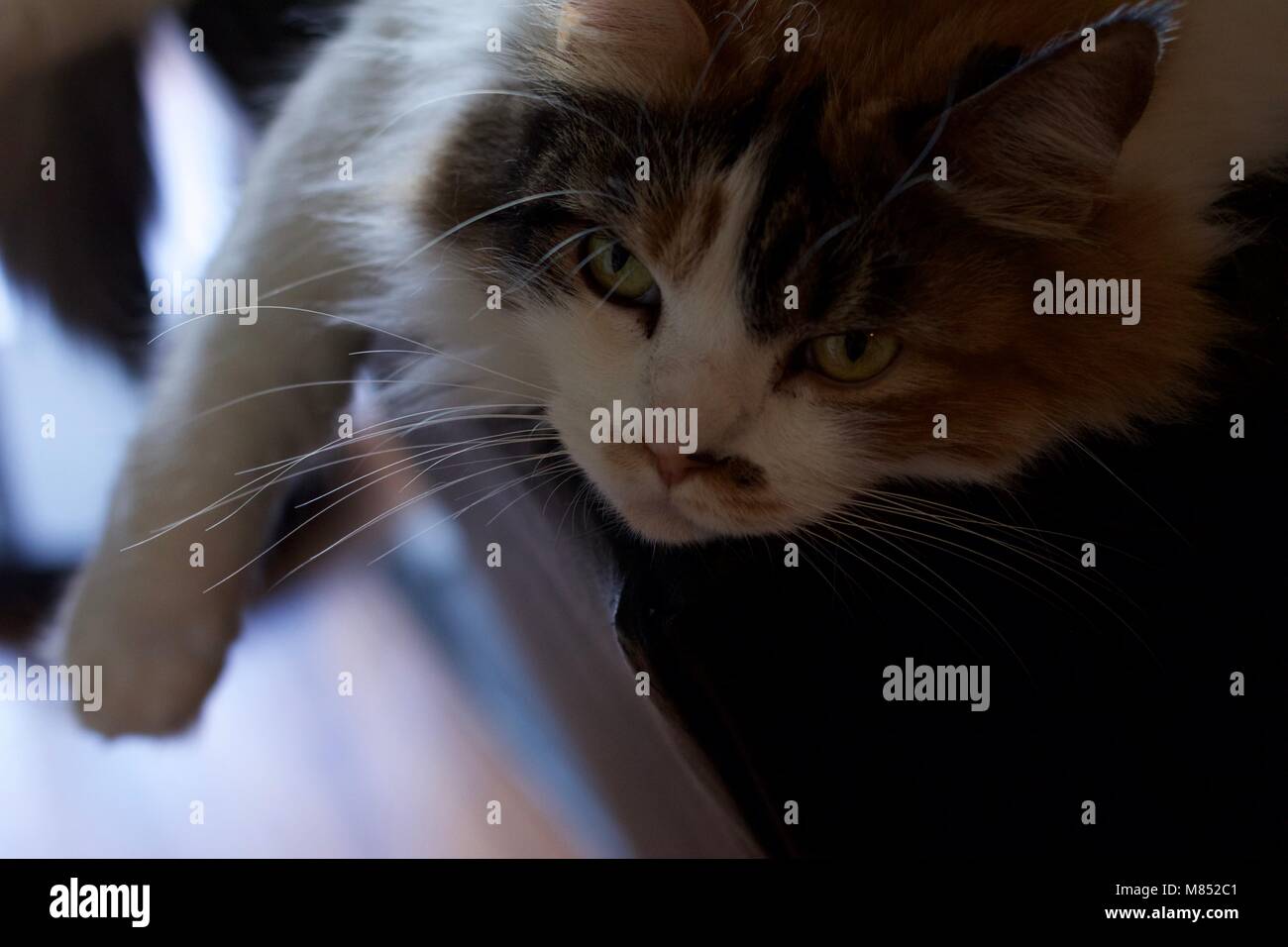 Lounging cat hi-res stock photography and images - Alamy