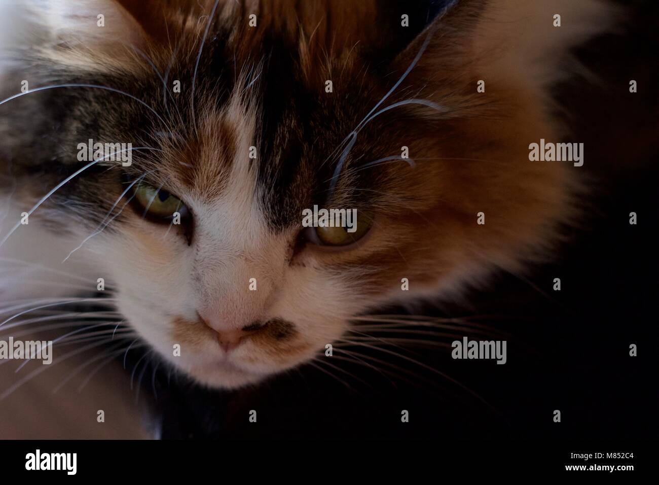 Lounging cat hi-res stock photography and images - Alamy