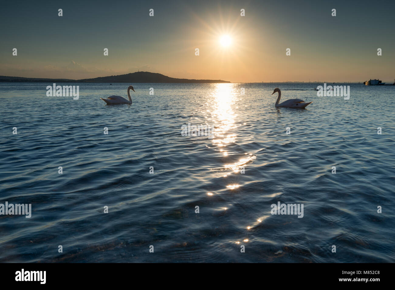 An image of couple of swans in the sea at sunset Stock Photo - Alamy
