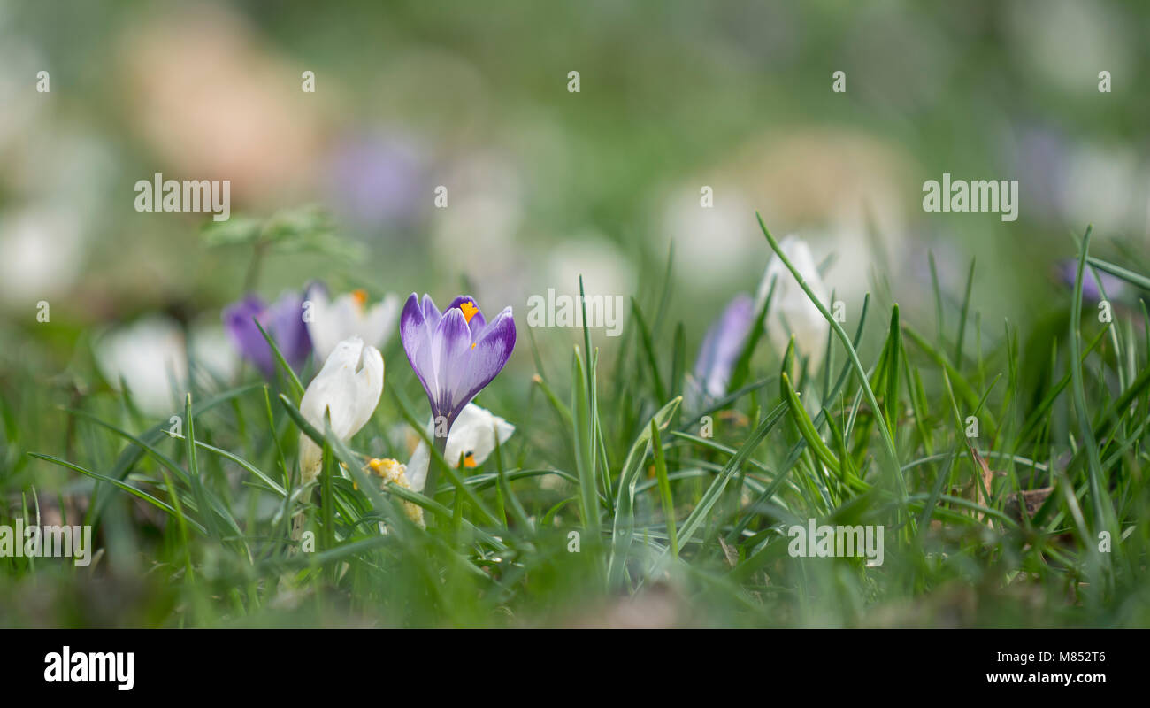 Crocus bloom in a meadow at the end of winter Stock Photo - Alamy
