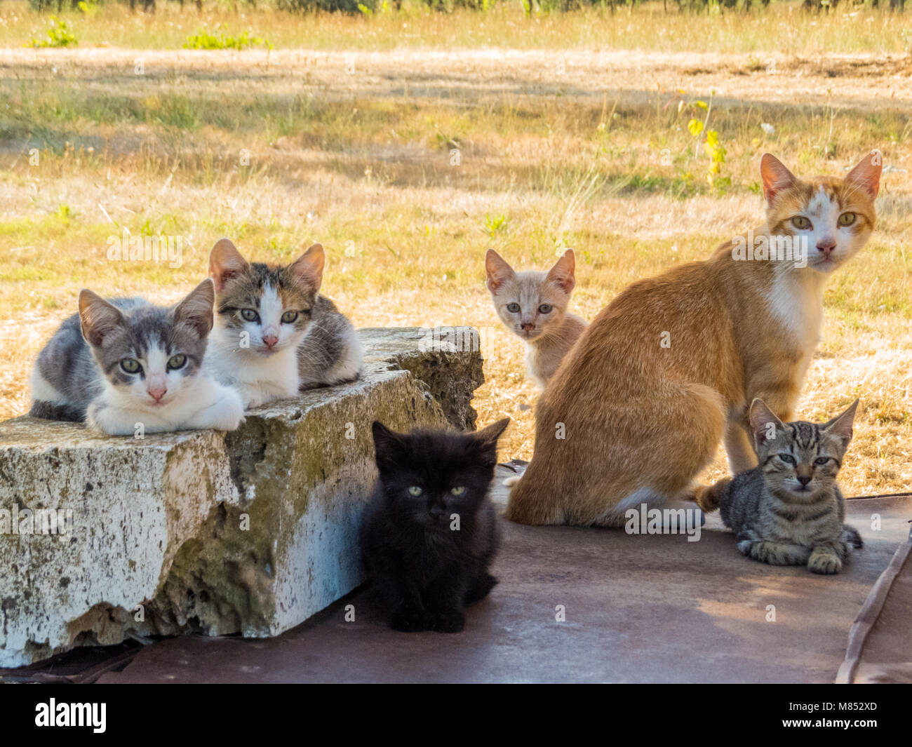Italian cats family Stock Photo - Alamy