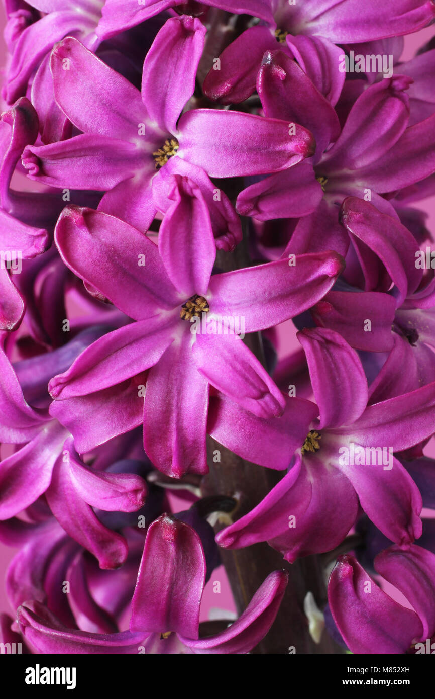 Opened purple hyacinth flower. Closeup. Macro Stock Photo - Alamy