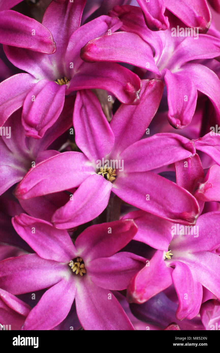 Opened purple hyacinth flower. Closeup. Macro Stock Photo - Alamy