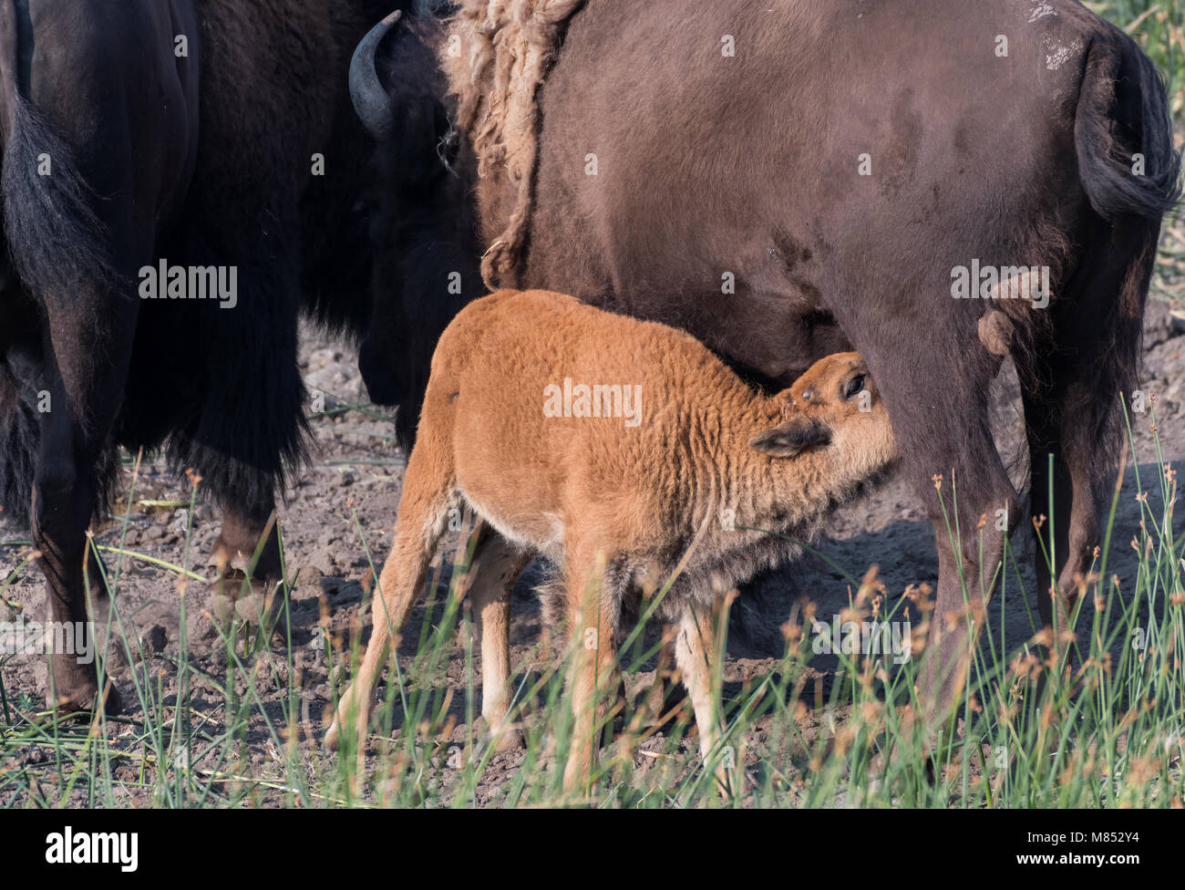 Bison Calf Nurses While Mother Grazes in field Stock Photo - Alamy