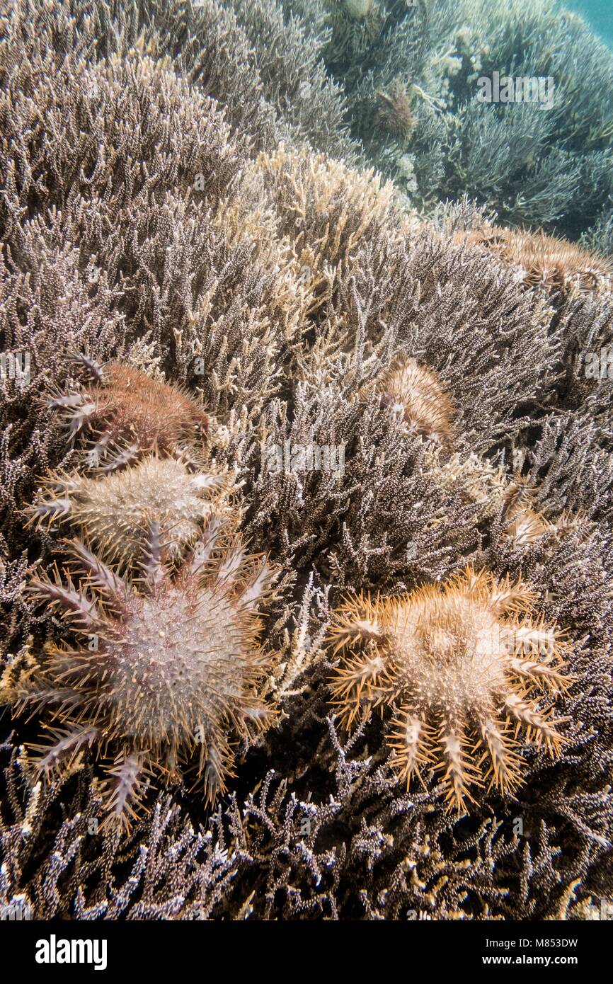 A Crown of Thorns Starfish cull carried out by volunteers ar TRACC ...
