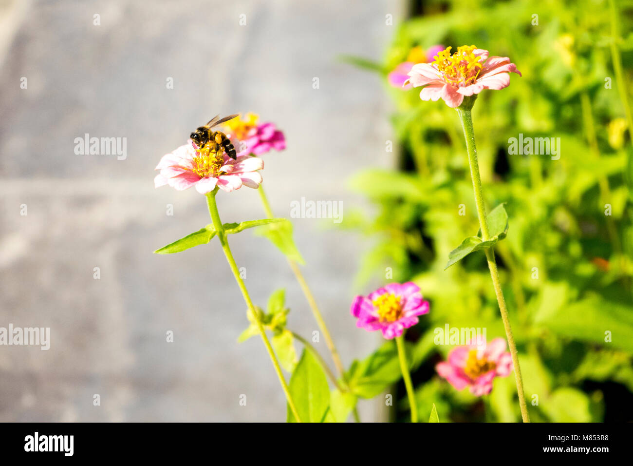 Littel flower with Honey bee Stock Photo - Alamy