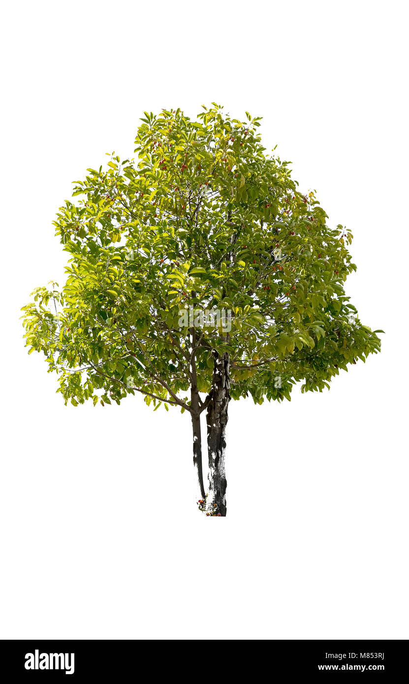 Isolated tree coconut trees hi-res stock photography and images - Alamy