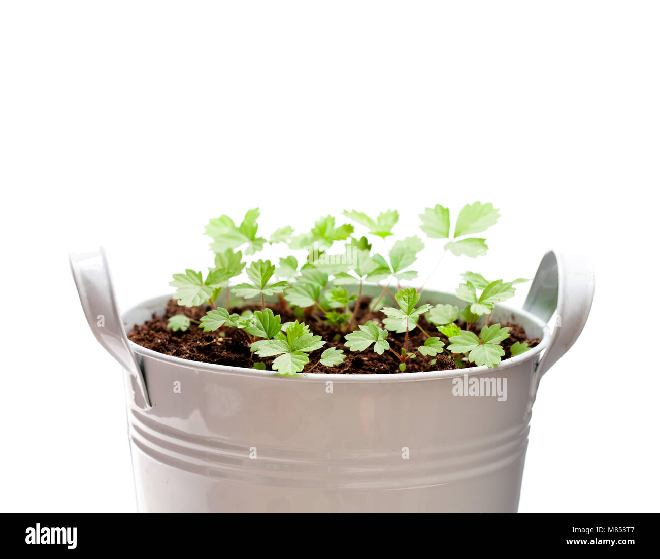 Young sapling sprout of wild alpine strawberry isolated on white. Grown ...