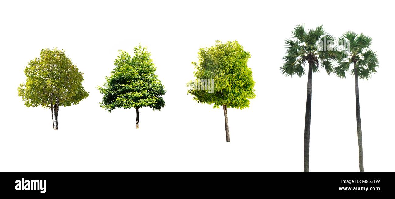 Tree isolated on white background Stock Photo - Alamy
