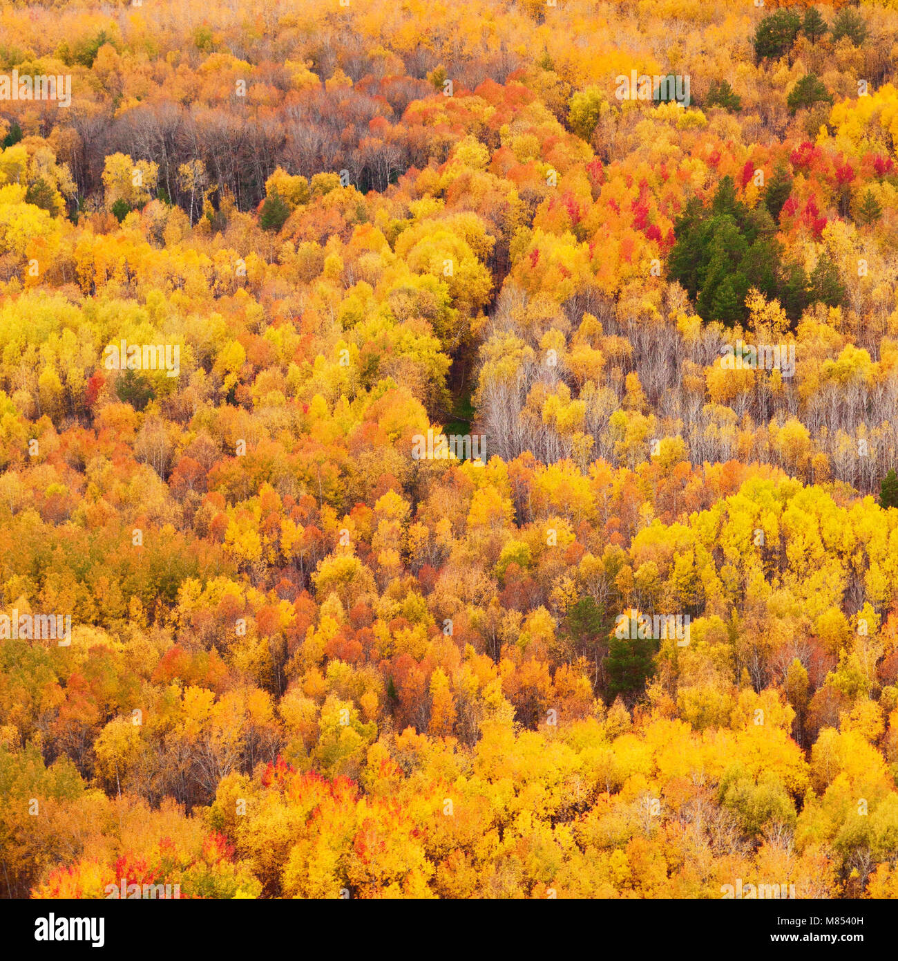 Aerial top view deciduous forest hi-res stock photography and images ...