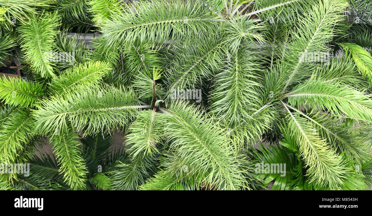 Top view of palm trees as background Stock Photo - Alamy