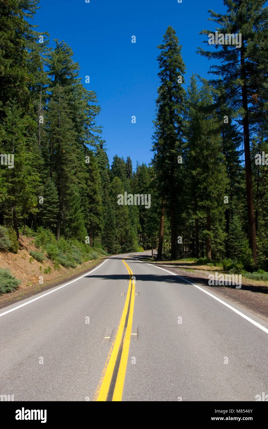 CA Highway 36/89, Lassen National Forest, California Stock Photo - Alamy