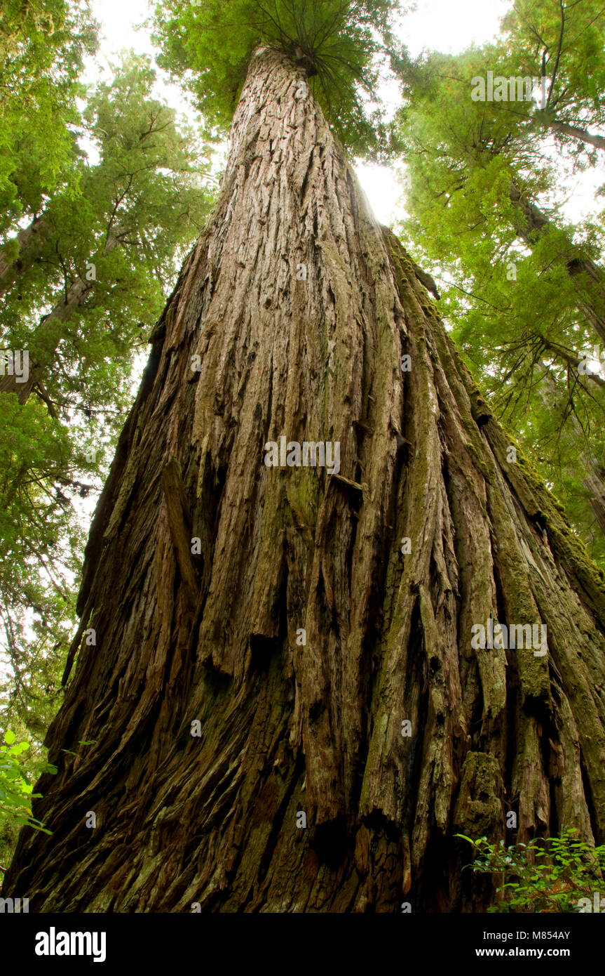 Coast redwood along Simpson-Reed Trail, Jedediah Smith Redwoods State ...