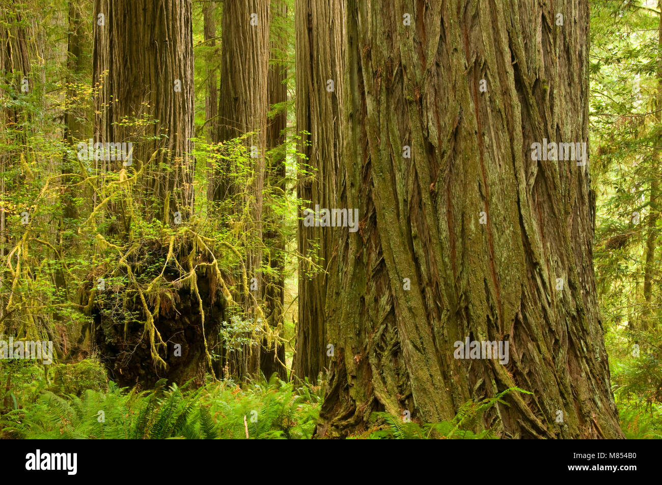 Simpson reed trail hi-res stock photography and images - Alamy