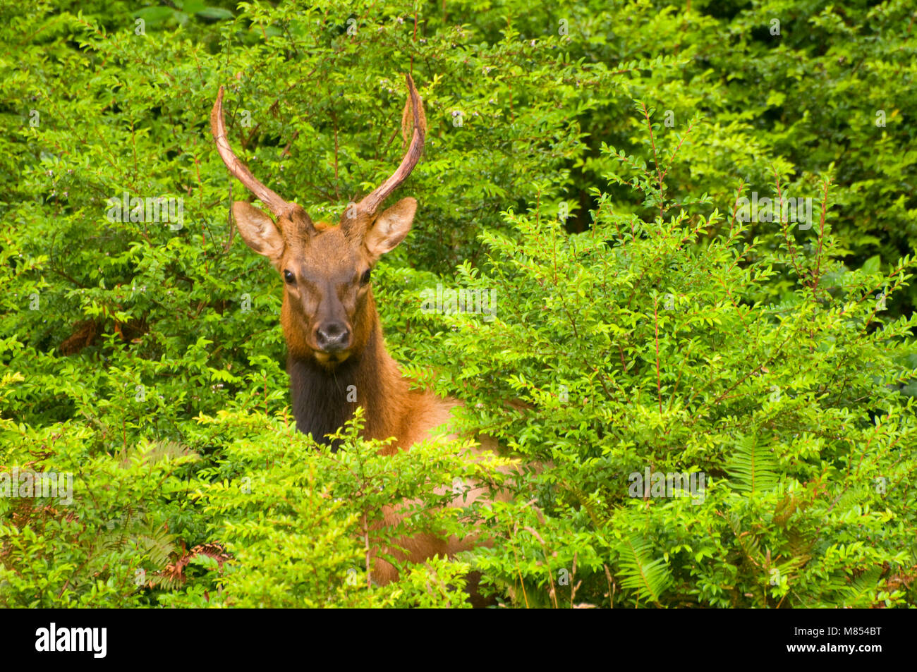 Roosevelt elk, Prairie Creek Redwoods State Park, Redwood National Park ...