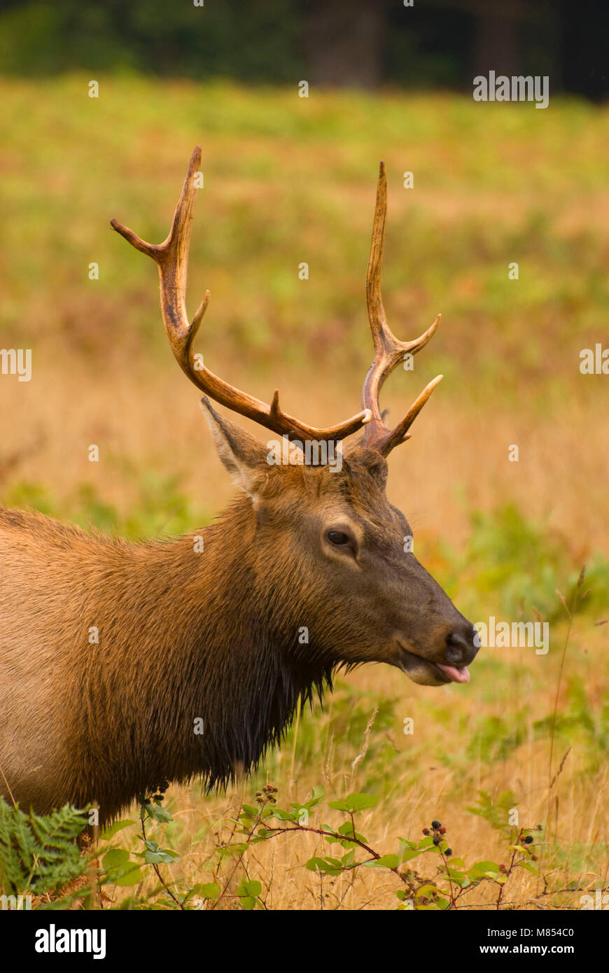 Roosevelt elk at Elk Prairie, Prairie Creek Redwoods State Park ...