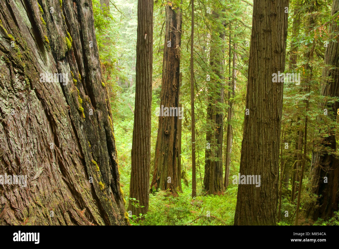 James irvine trail hi-res stock photography and images - Alamy