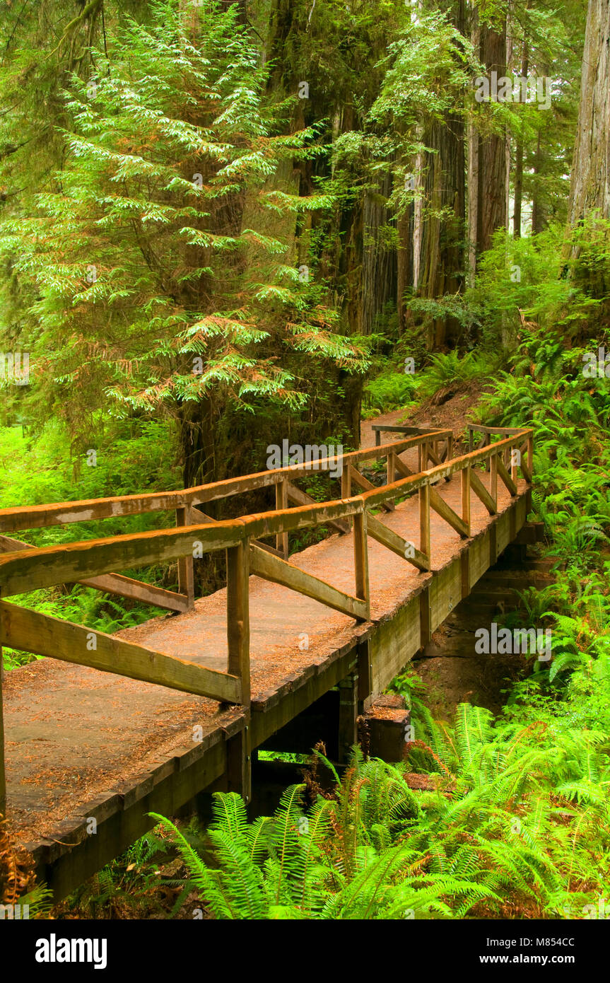 Trail bridge on James Irvine Trail, Prairie Creek Redwoods State Park ...