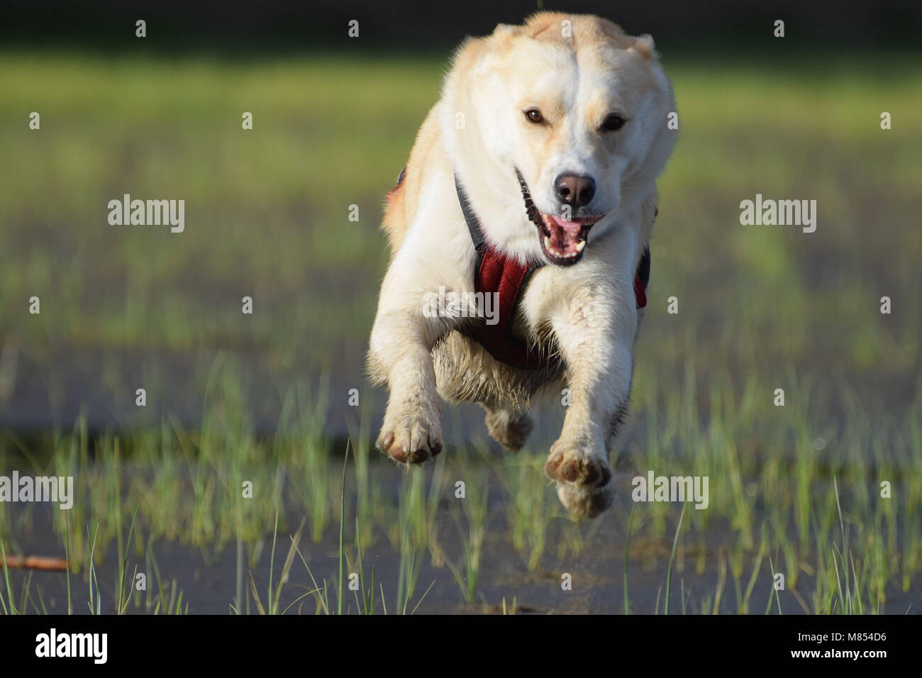 Humans and their pets hi-res stock photography and images - Alamy