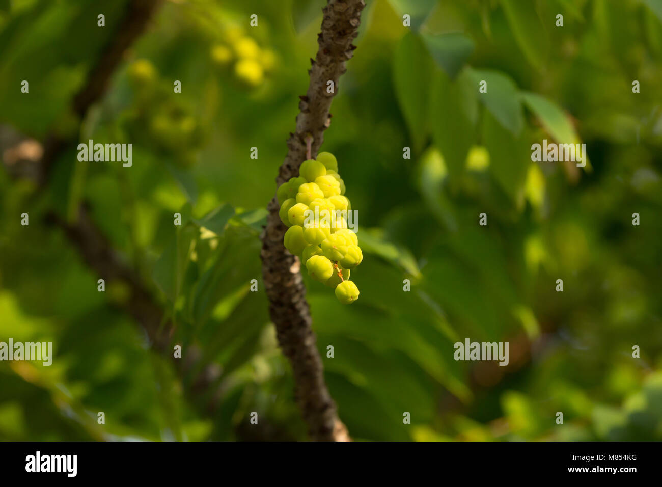 Otaheite gooseberry, country gooseberry, star , damsel, grosella ...