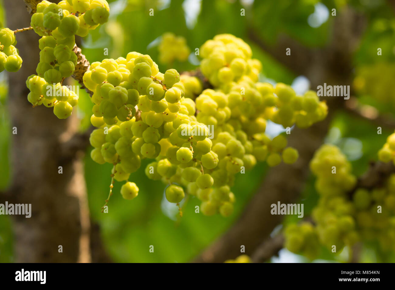 Karamay hi-res stock photography and images - Alamy