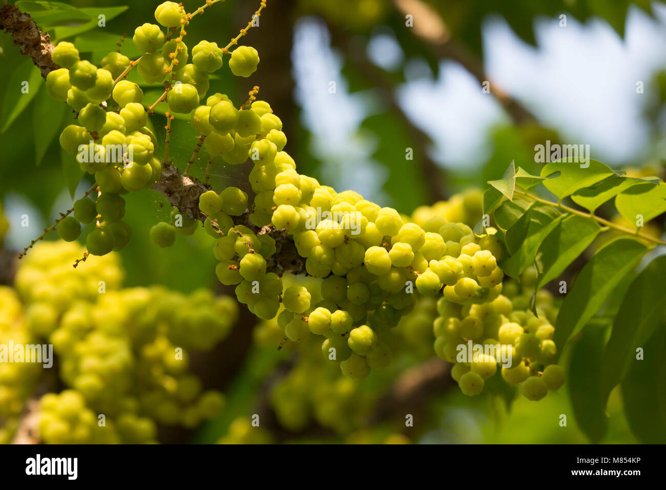 Karamay hi-res stock photography and images - Alamy