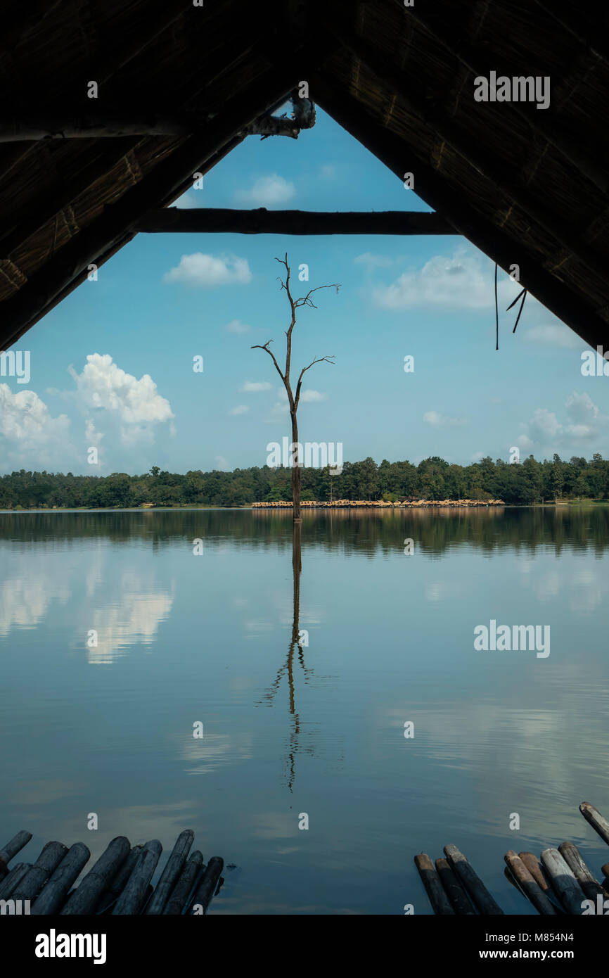 Tree in water reflection Stock Photo - Alamy