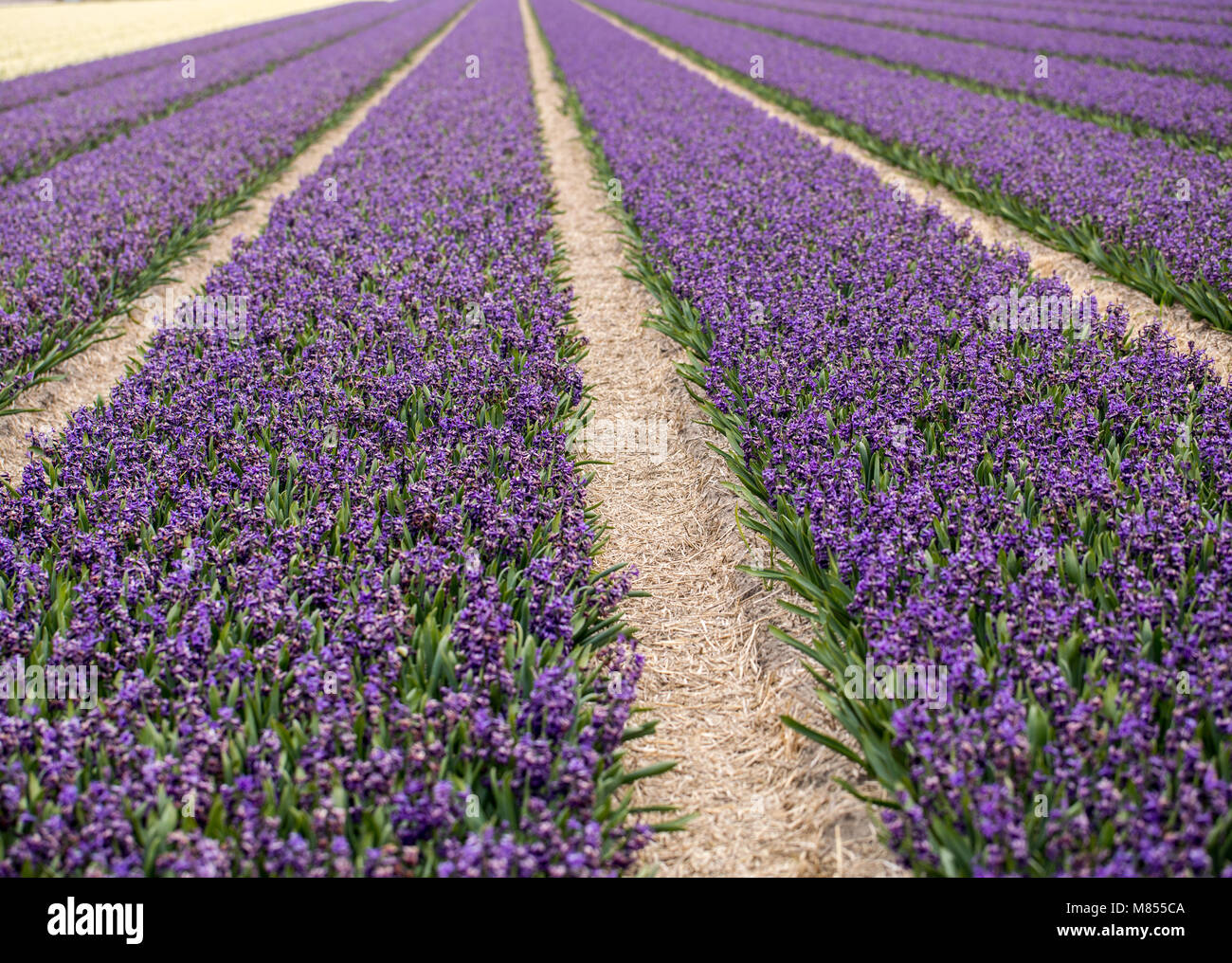 hyacinth fields of the Bollenstreek, South Holland, Netherlands Stock ...