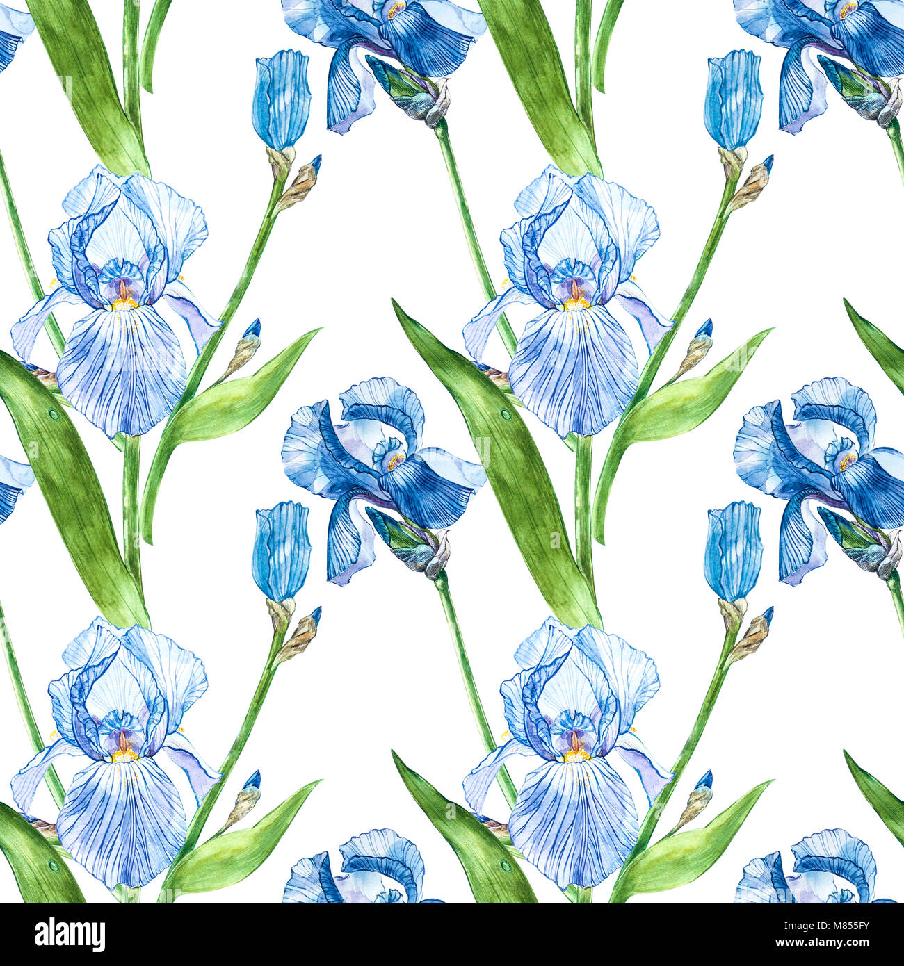 Flowers of Iris. Watercolor hand drawn botanical illustration of ...