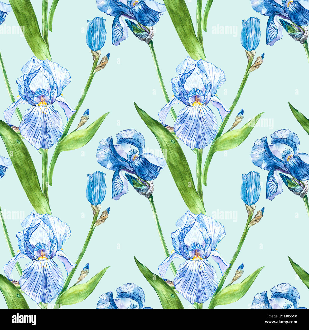 Flowers of Iris. Watercolor hand drawn botanical illustration of ...