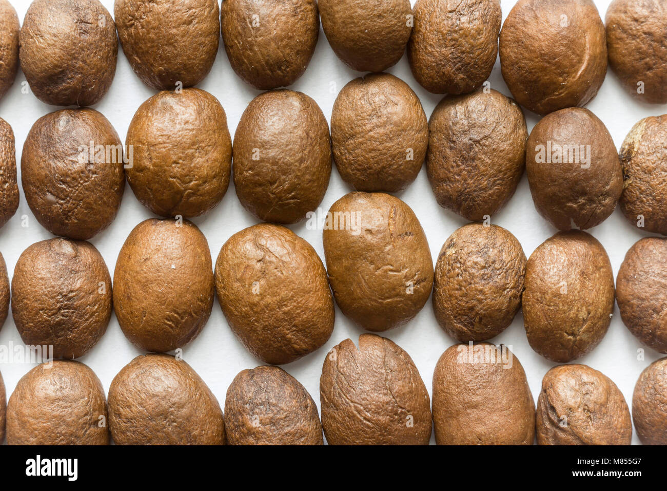 Rows of coffee beans.Back of the beans. Different shapes and different ...