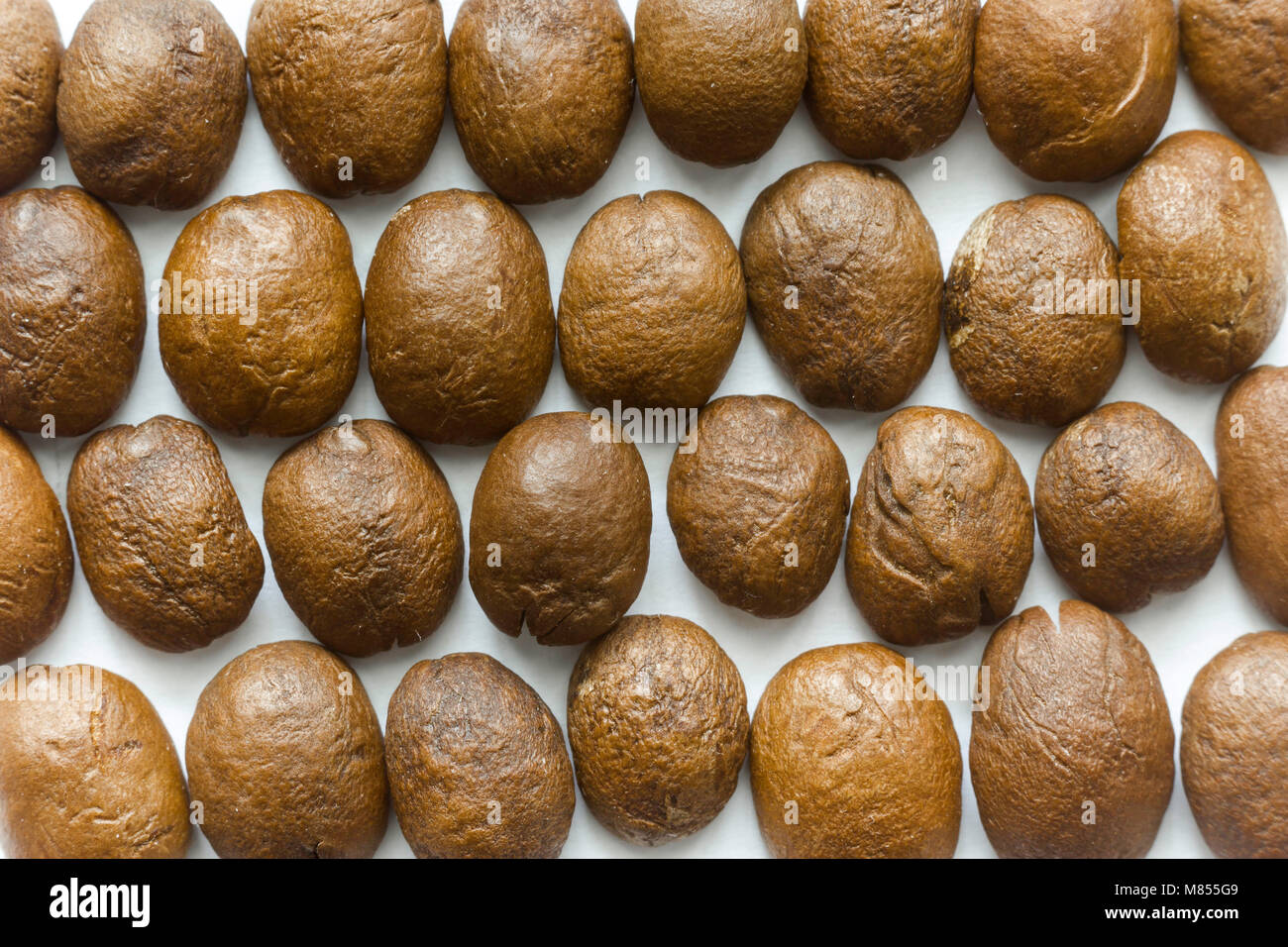Rows of coffee beans.Back of the beans. Different shapes and different ...