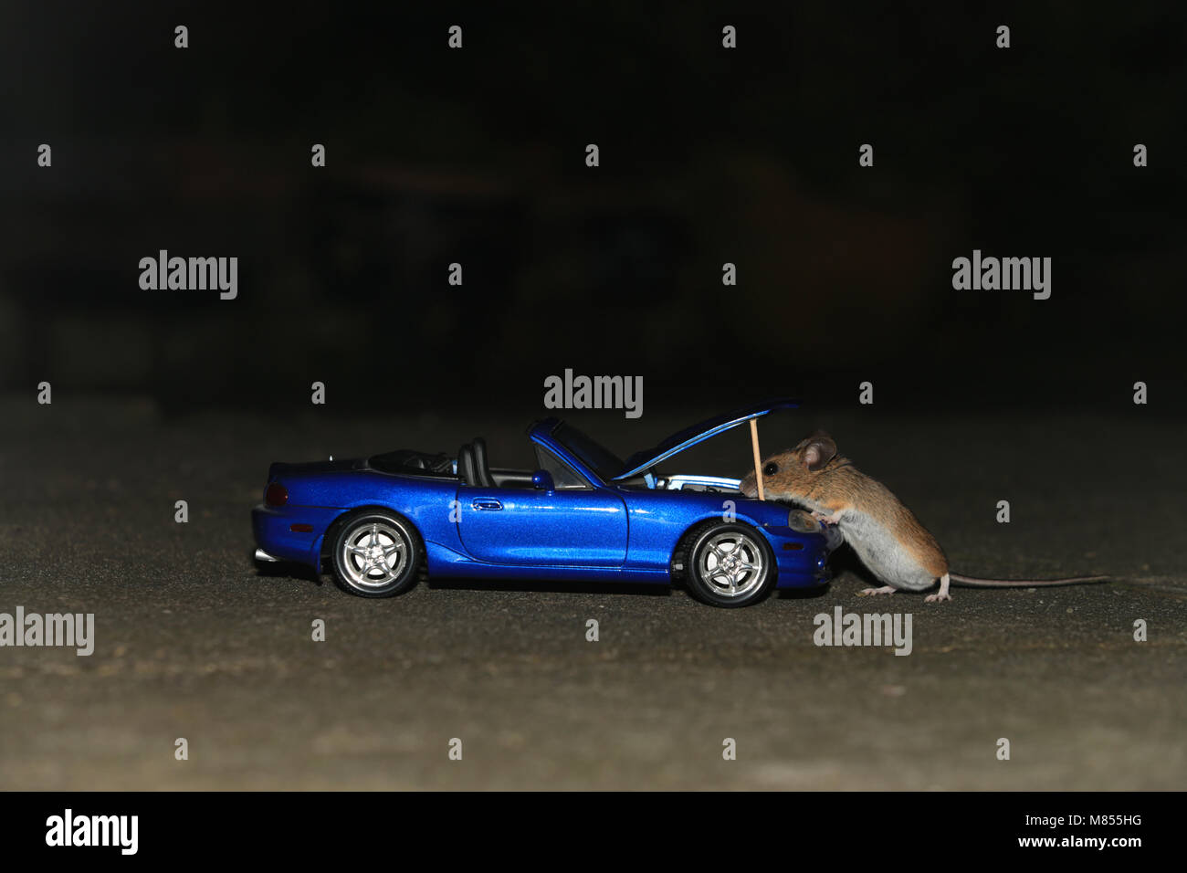 A wild Wood Mouse appearing to work on a sports cars engine Stock Photo ...