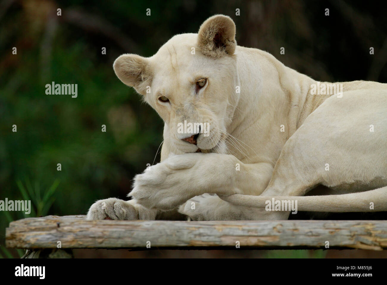 Lioness grooming cub panthera leo hi-res stock photography and images ...