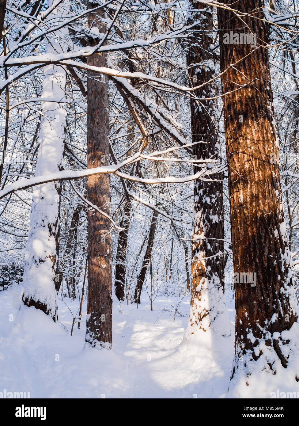 Photo of snowy trees in woods Stock Photo - Alamy