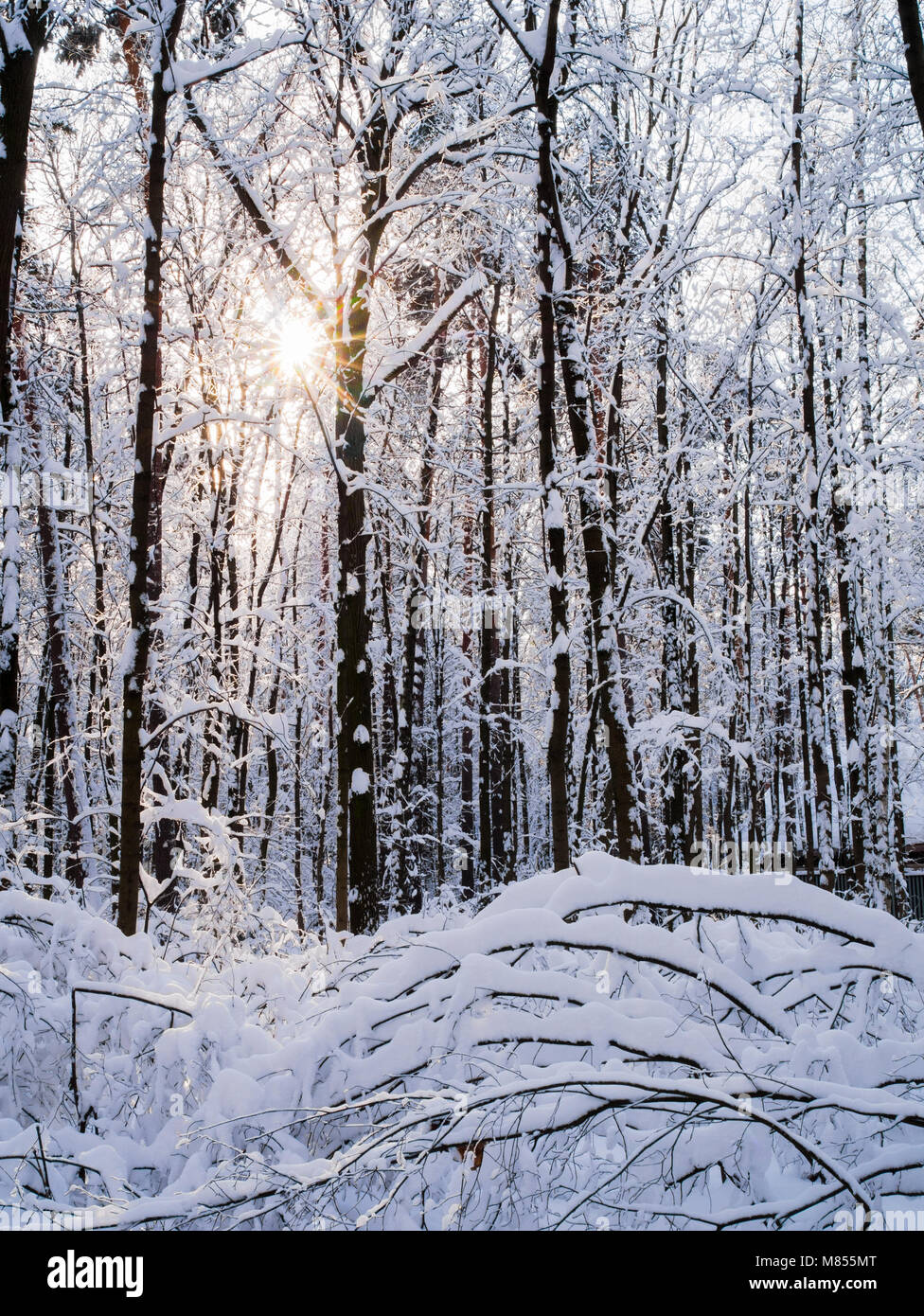 Photo of snowy trees with shining sun in forest Stock Photo - Alamy