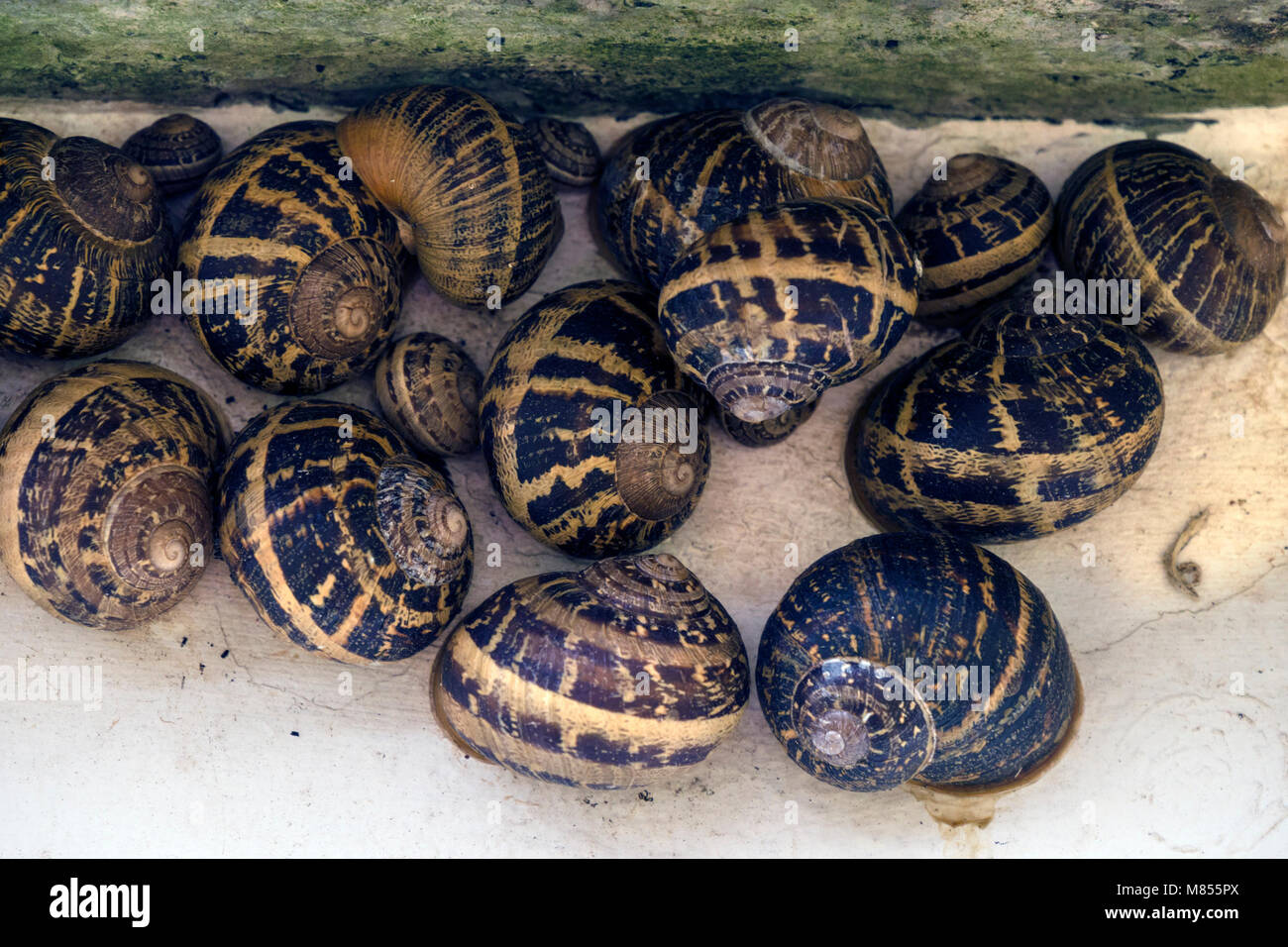 Common snail helix aspersa hi-res stock photography and images - Alamy