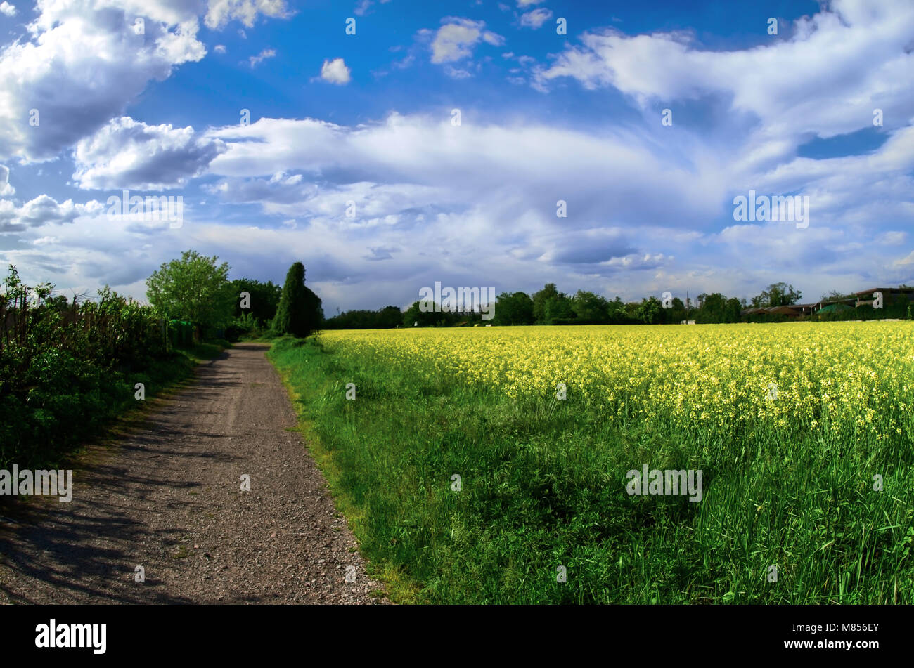 bright spring day in a park with an amazing field of yellow flowers ...