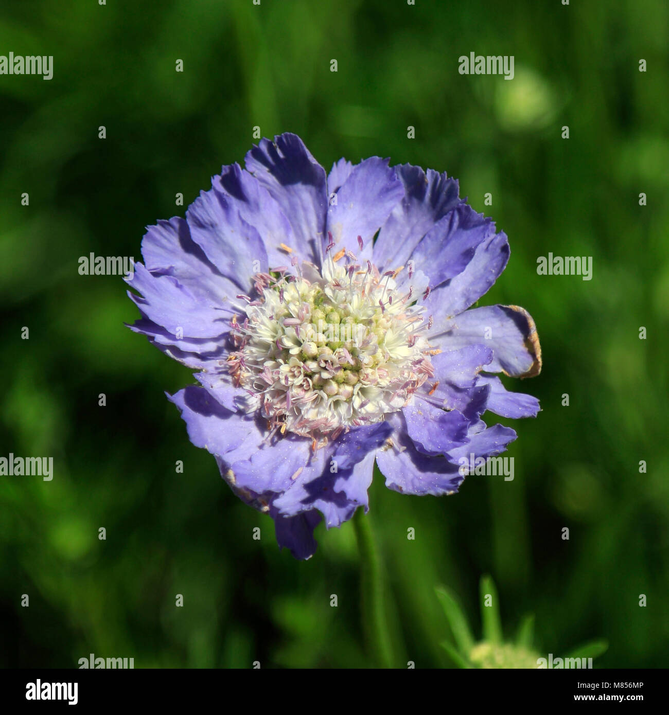 Scabiosa Caucasica Isaac House single flower with shallow depth of ...
