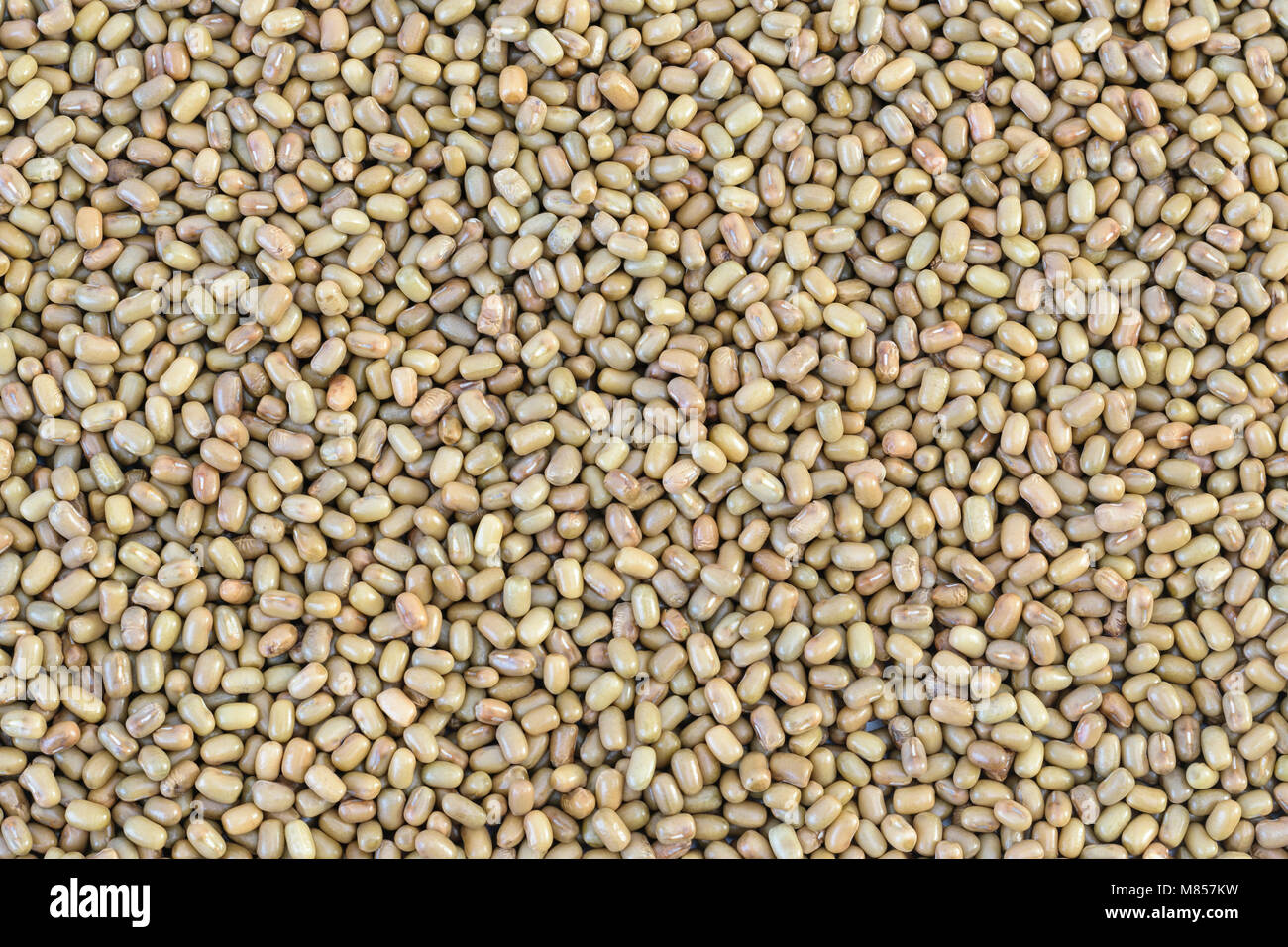 Moth Bean Plant Images at Dorla Walker blog