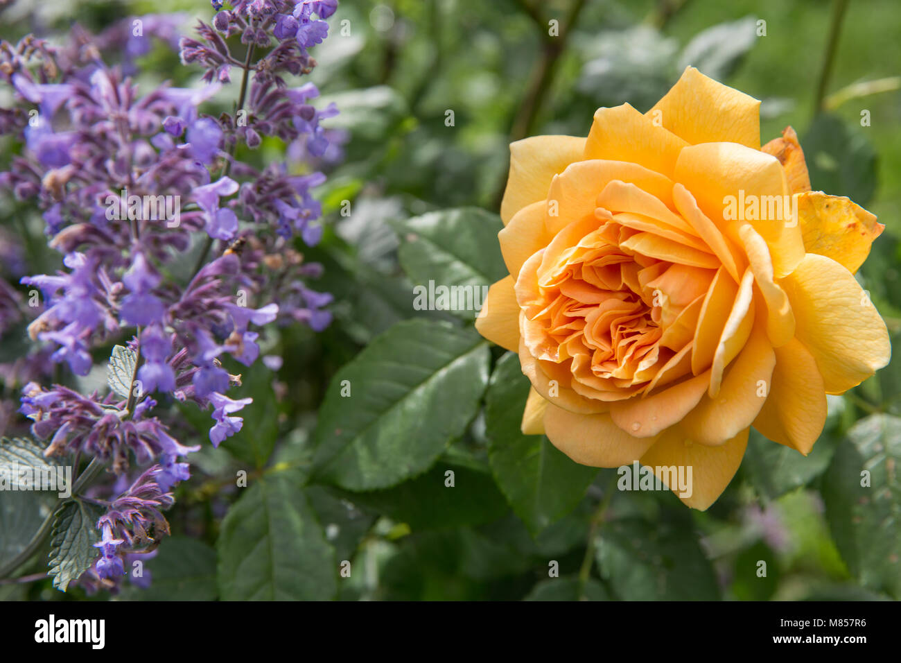 Blooming yellow rose in the garden on a sunny day. David Austin Rose ...