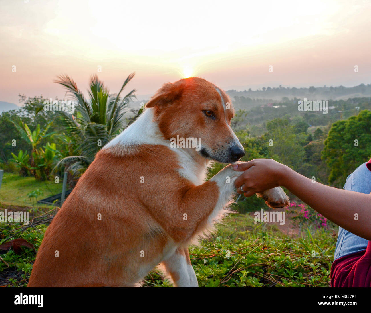 caressing gently hand dog Stock Photo - Alamy