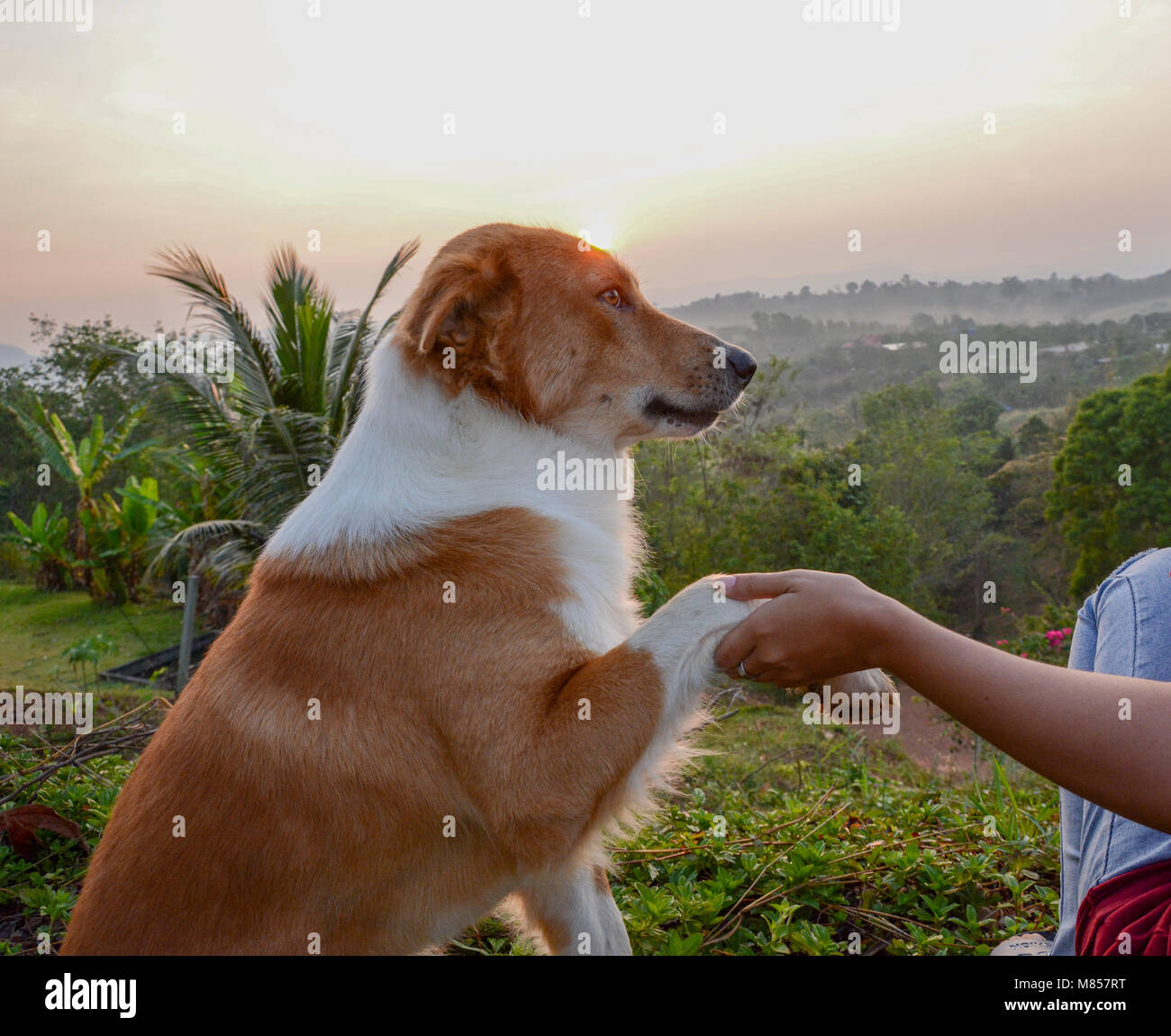 caressing gently hand dog Stock Photo - Alamy