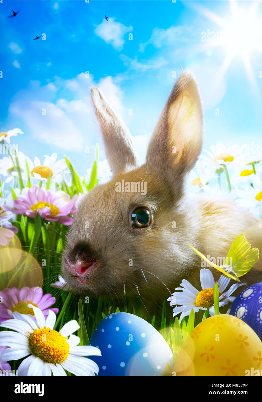 Easter bunny, Easter eggs and spring flower Stock Photo - Alamy