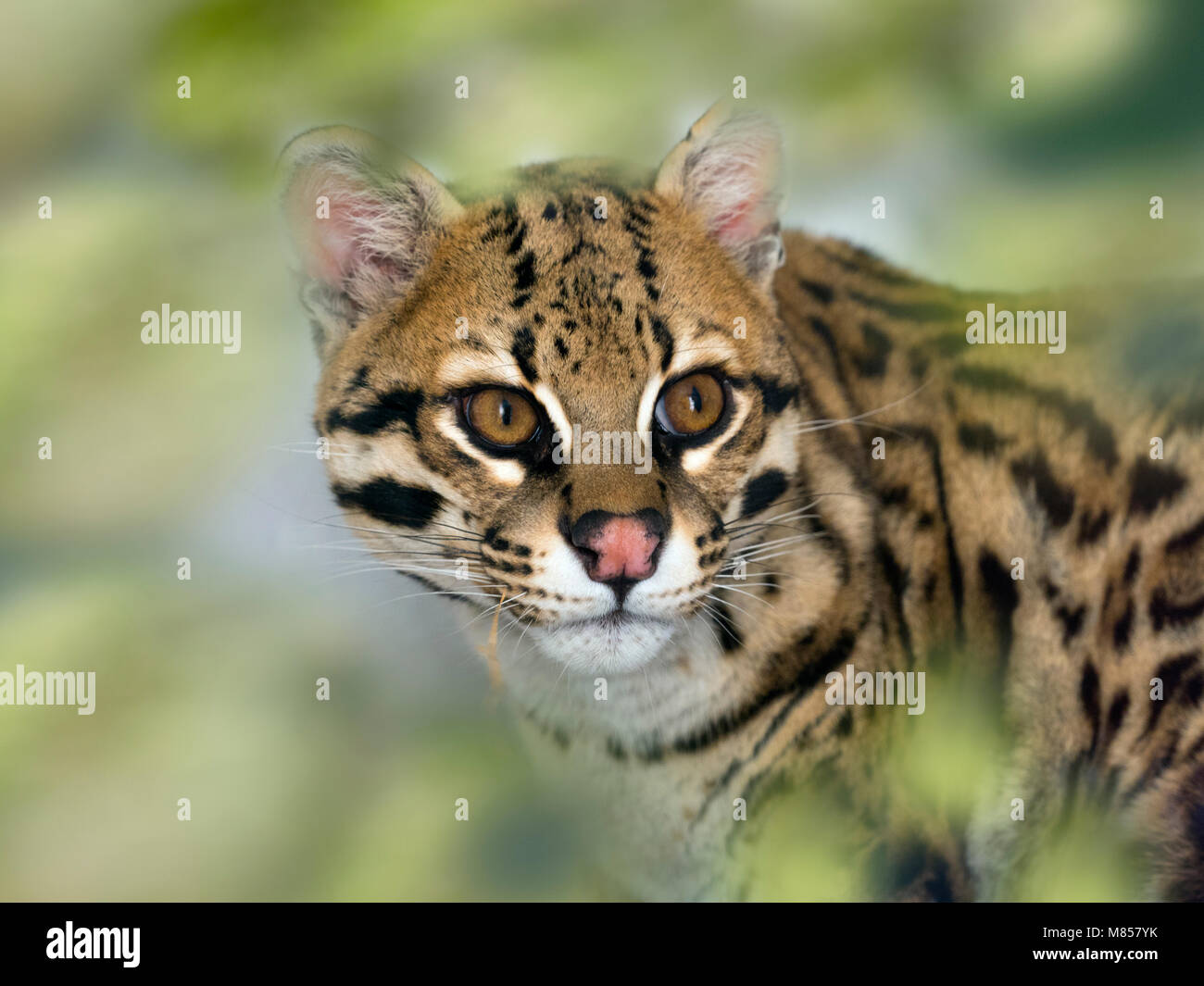 Ocelot Leopardus pardalis Portrait (captive Stock Photo - Alamy